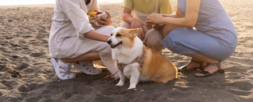 About Murphy Veterinary Hospital | Vet In Murphy, TX 75094